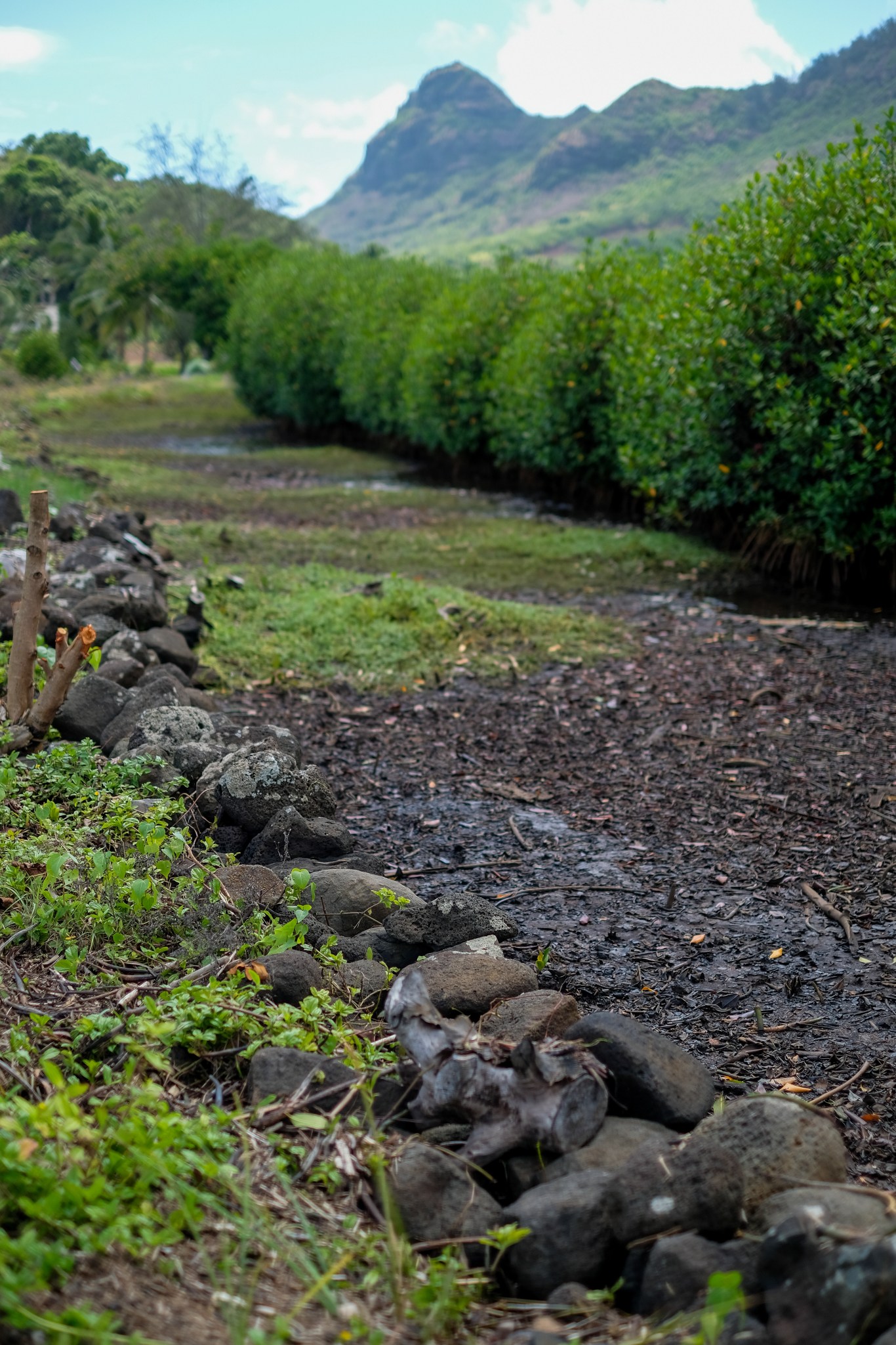 Mālama Hulē‘ia – Using traditional Hawaiian practices to restore a free ...